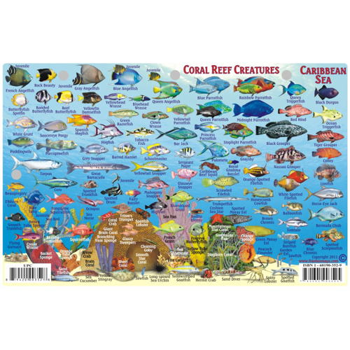 Franko Maps Caribbean Sea Reef Creatures Fish ID-Card - Scuba