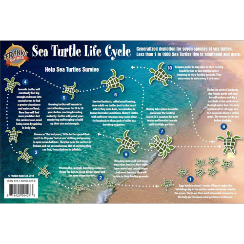 Franko Maps, Sea Turtles Life Cycle Card - Scuba