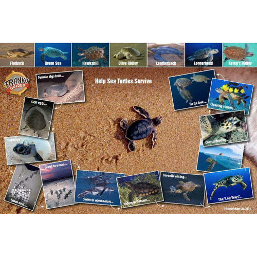 Franko Maps, Sea Turtles Life Cycle Card - Scuba