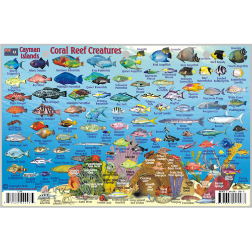 Franko Maps, Cayman Islands Reef Creatures Fish ID-Card - Scuba