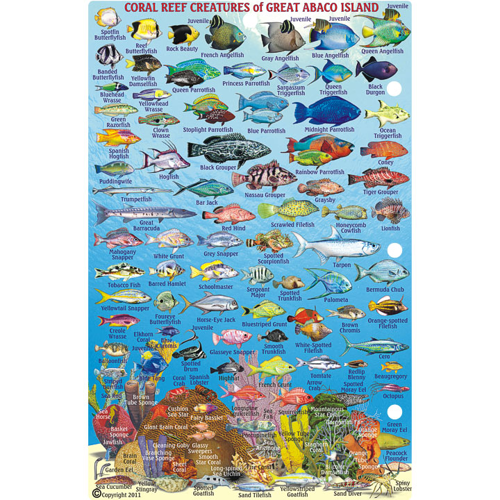 Franko Maps, Great Abaco Island Fish ID-Card - Scuba